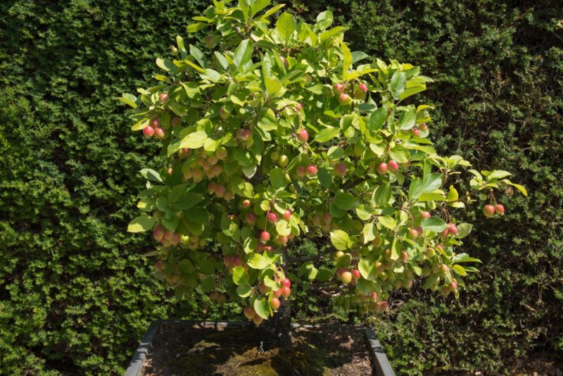 You Can Grow Apple Trees In Pots - But The Rootstock, Shape And Form ...