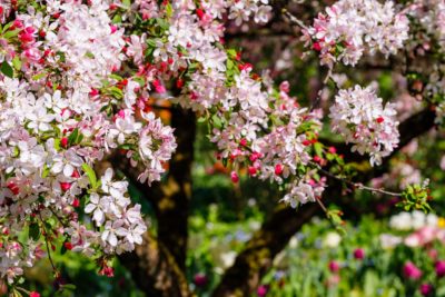 Key Guidelines For Apple Tree Care Shared By Orchard Growers ...