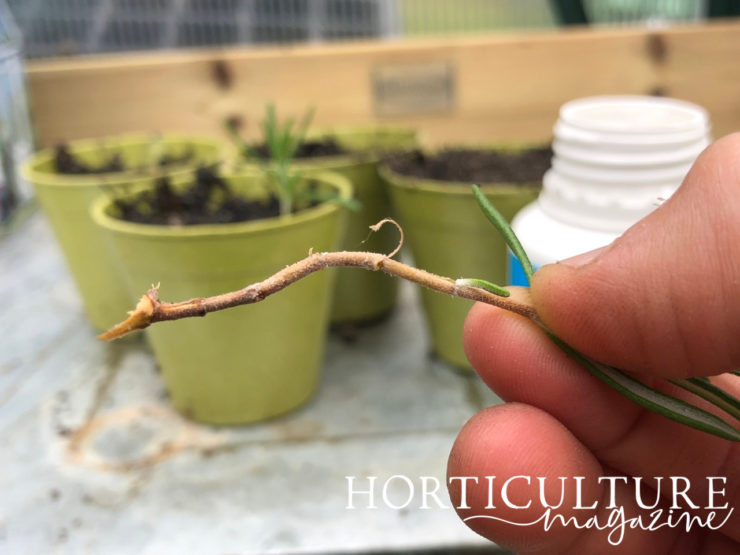 Rosemary Is Best Propagated With Cuttings From Healthy Shoots In Late ...