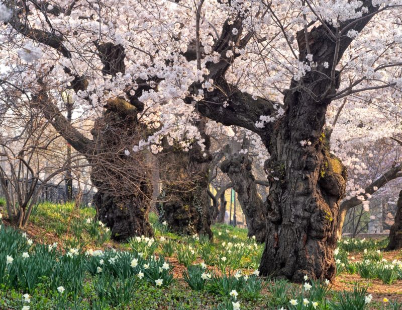 Key Guidelines For Apple Tree Care Shared By Orchard Growers ...