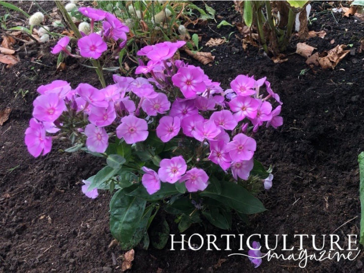 How To Grow Phlox With Emily Cupit: Important Considerations For ...