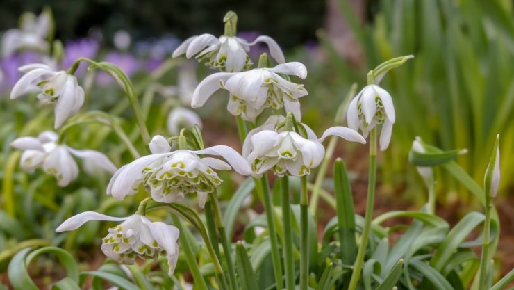 17 Spectacular Snowdrop (Galanthus) Varieties | Horticulture