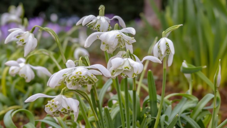 17 Spectacular Snowdrop (Galanthus) Varieties | Horticulture