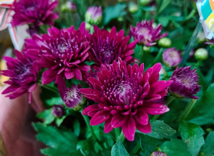21 RHS Award-Winning Chrysanthemum Types With Options For Any Region ...
