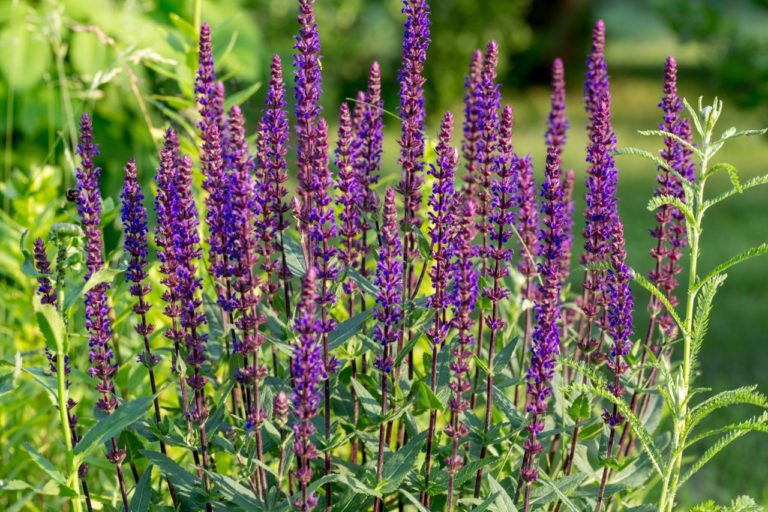 38 Perfect Purple Perennials | Horticulture Magazine