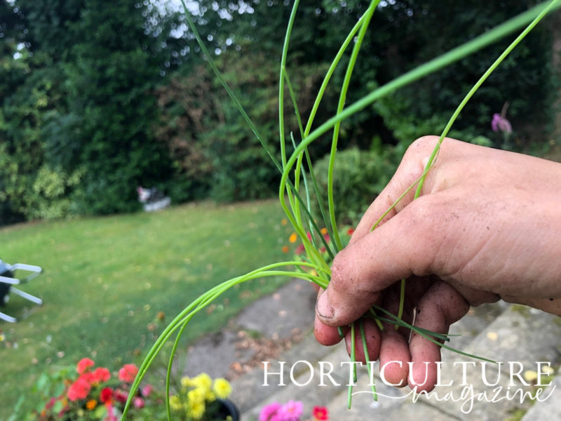Only Harvest Chives Once The Leaves Grow To A Reasonable Height - We ...