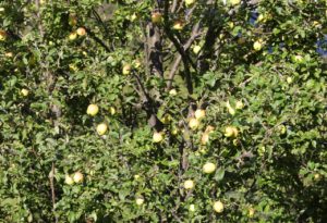 Key Guidelines For Apple Tree Care Shared By Orchard Growers ...