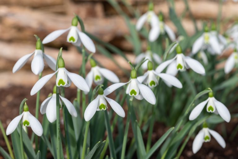 17 Spectacular Snowdrop (Galanthus) Varieties | Horticulture