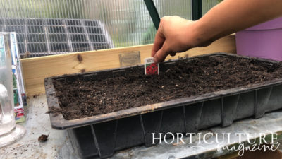 Sowing Erysimum 'Wallflower' Seeds In 4 Steps | Horticulture