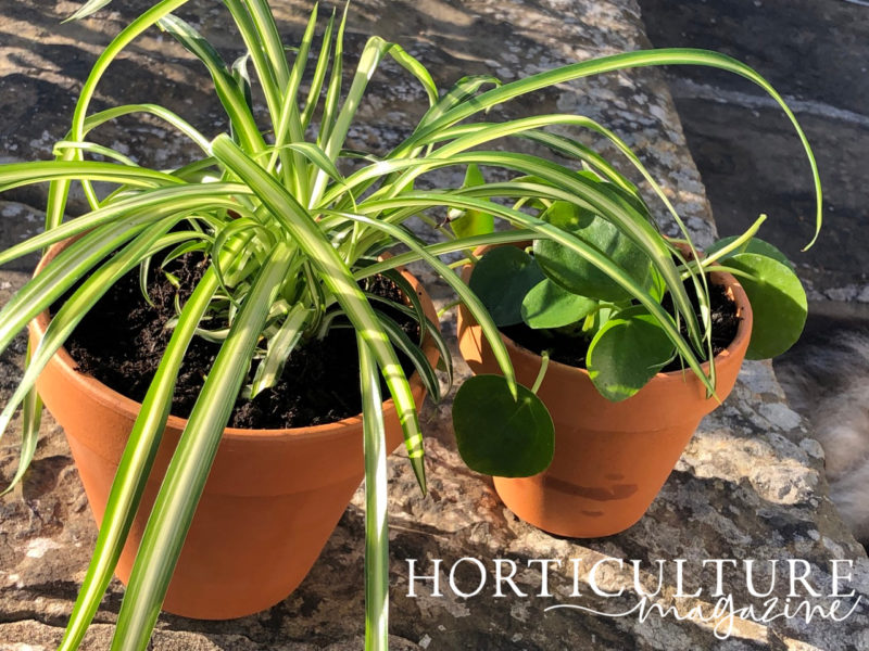Spider Plants Are Enjoying A Resurgence In Popularity - Here's How To ...