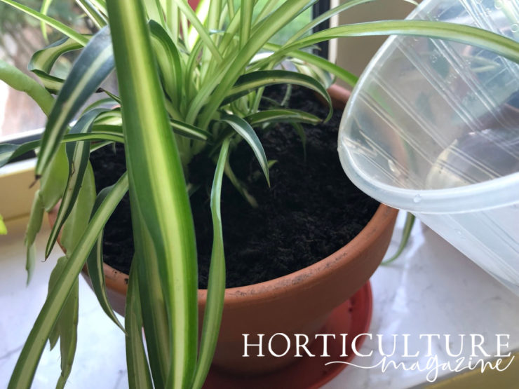 Spider Plants Are Enjoying A Resurgence In Popularity - Here's How To ...
