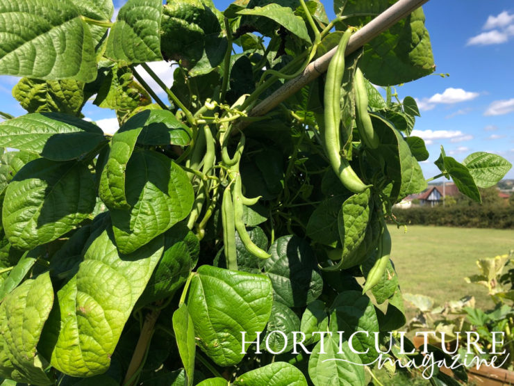 French Beans Plant Care For Bumper Harvests With Emily Cupit ...