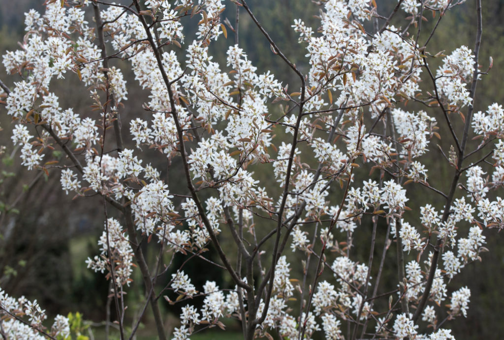 Snowy Mespilus - How To Grow Amelanchier Lamarckii With Katherine ...