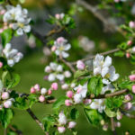 15 Self-Pollinating Apple Tree Types | Horticulture.co.uk
