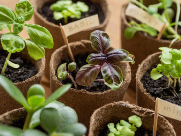 Basil Seeds Need Warmth And Light To Germinate - Start Yours In Early ...