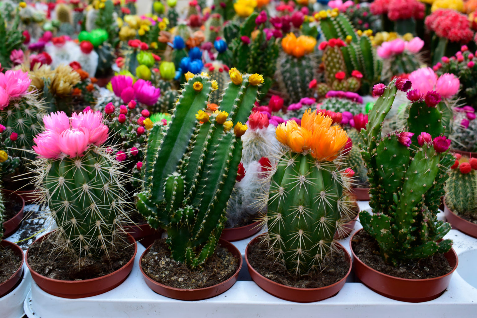 BCSS Member David Ennals Shares 23 Flowering Cactus Plants He Loves ...