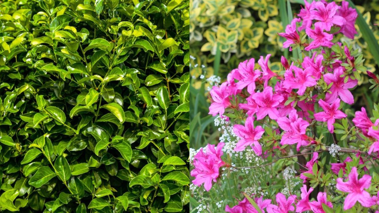 Here Are 15 Easy-To-Care-For Shrubs That Are Evergreen And Ornamental ...