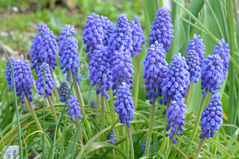 This Is How To Grow Muscari 'Grape Hyacinth' With Some Favourite Types ...