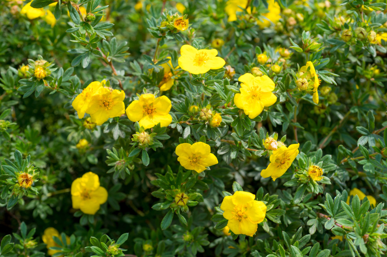 Potted Potentilla Can Be Planted Out Immediately By Following These 5 ...