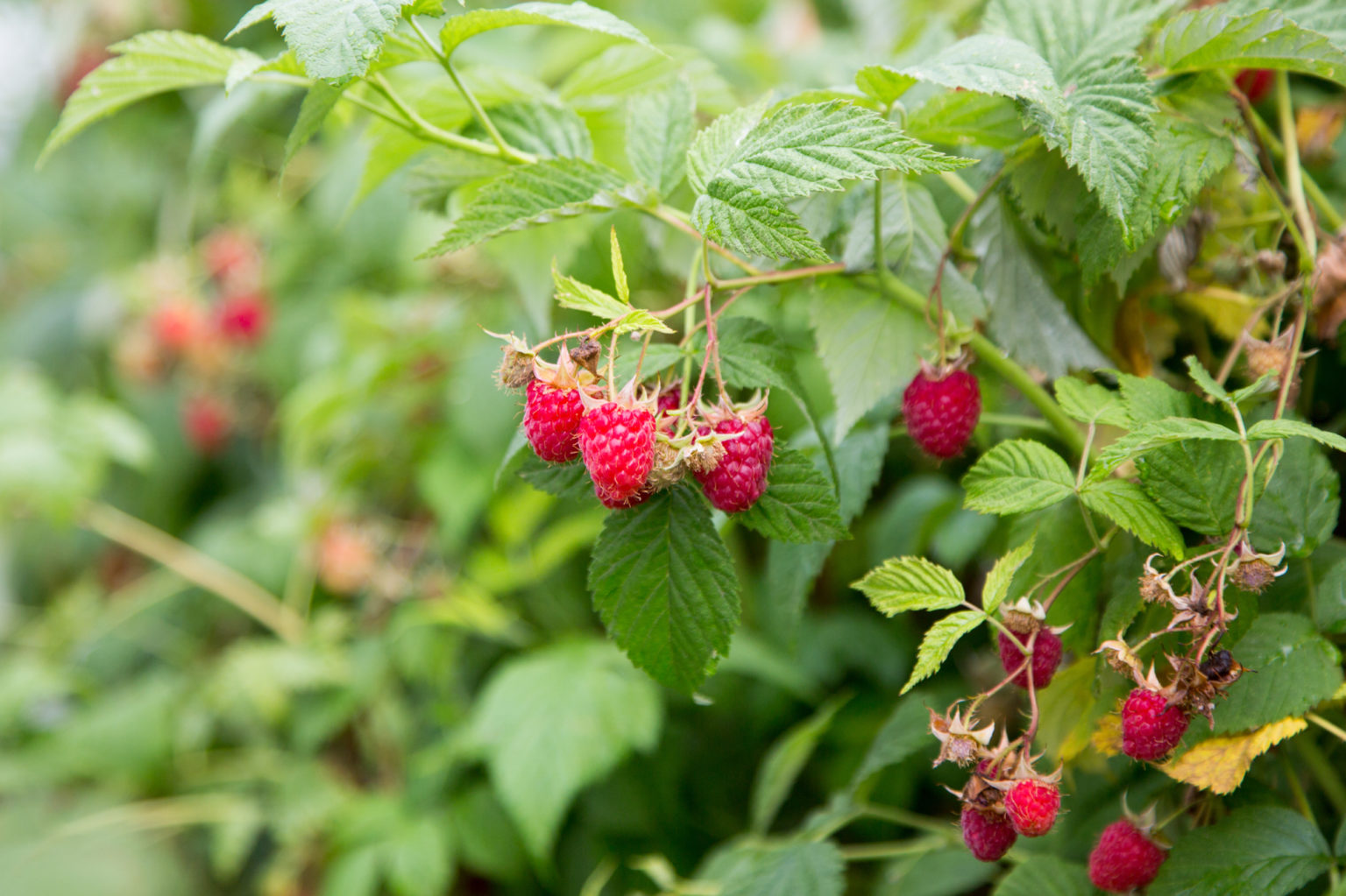 Without Pruning, Raspberry Plants Become Crowded And Diseased - Follow ...
