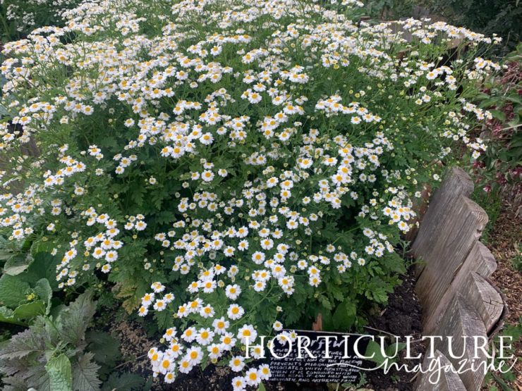 Expert Shares Feverfew Growing Tips For This Prolific Self Seeder ...