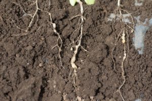 5 Common Broccoli Growing Problems | Horticulture.co.uk