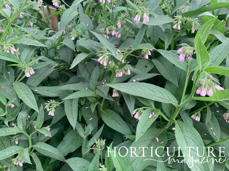 Horticulturists Love To Grow Comfrey - It's A Garden 'Cult Classic ...