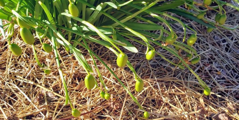 Collecting Snowdrop Pods: 'Sowing The Freshest Seed Will Give The Best ...