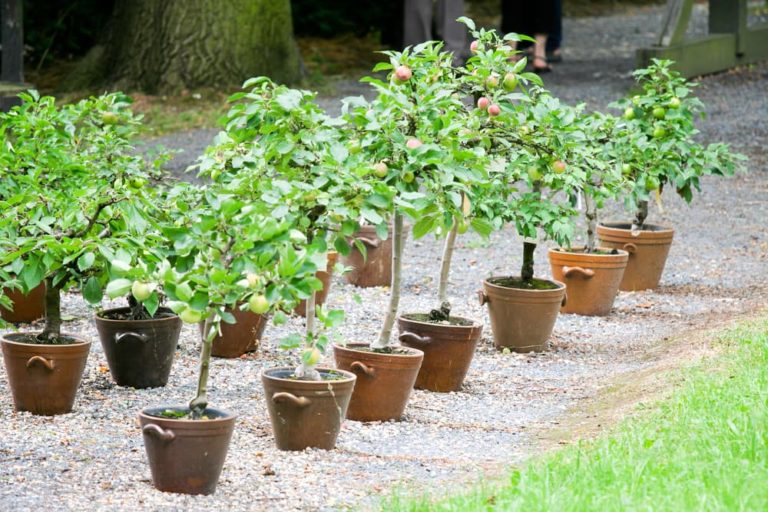 You Can Grow Apple Trees In Pots - But The Rootstock, Shape And Form ...
