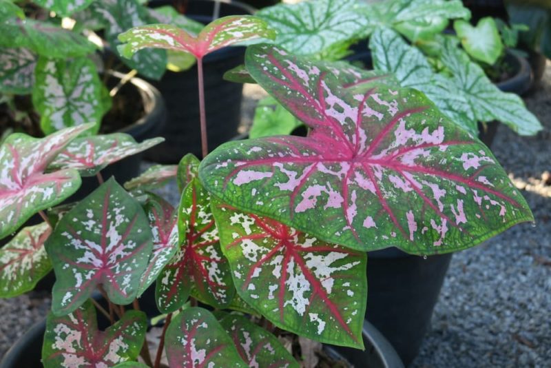 Here's How To Plant And Care For Caladium Including Where To Keep It In ...