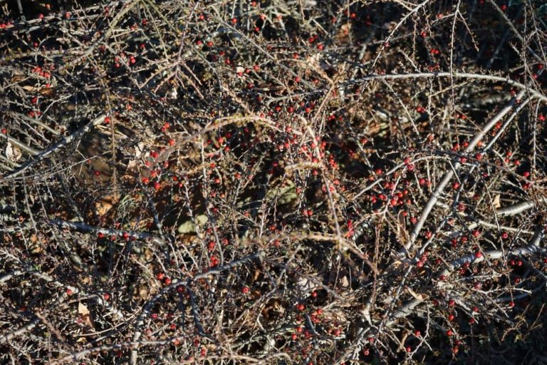 Cotoneaster Makes A Great Border And Wall Shrub - But Avoid These Invasive Types | Horticulture ...