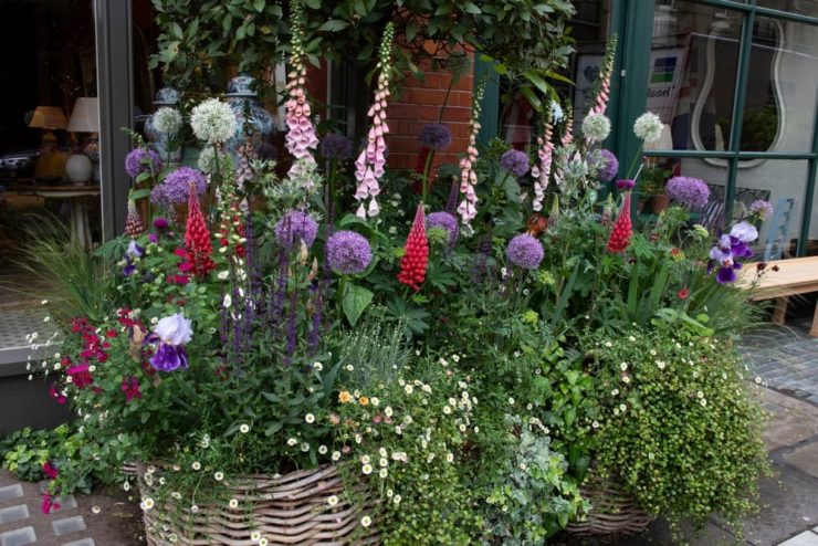 Add Foxgloves To Container Displays For Dramatic Height - But Watch Out ...