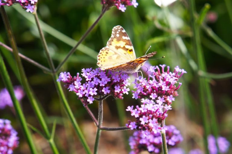 How To Grow Verbena In Containers | Horticulture.co.uk