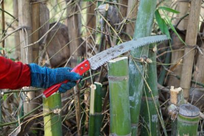 The Bamboo Pruning Routine Followed By A Grower With 15 Years ...