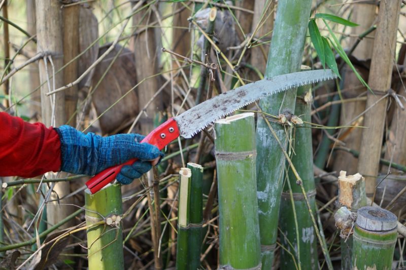 The Bamboo Pruning Routine Followed By A Grower With 15 Years ...