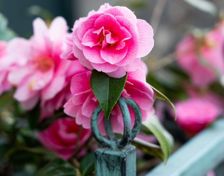 Don't Ignore These 5 Key Tips When Growing Camellia In Pots ...
