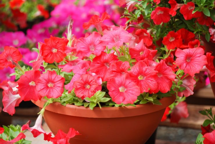 Follow These 7 Tips From Gardeners For Perfect Potted Petunias | Horticulture Magazine