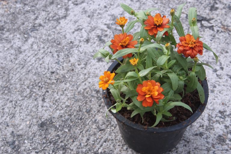 8 Tips For Growing Zinnias In Containers | Horticulture.co.uk