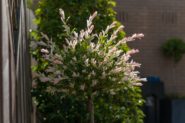 How To Grow Potted Willow (And Why Many Salix Are Not Suited To ...