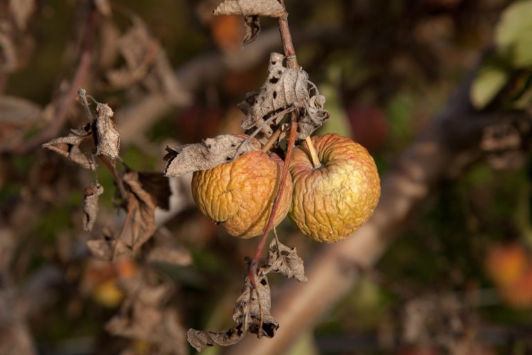 6 Reasons Your Apple Tree Has Brown Leaves | Horticulture.co.uk