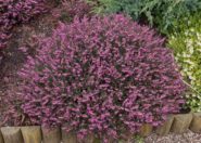 A Light Annual Prune Can Bring Out The Best Of Your Heather - Irene ...