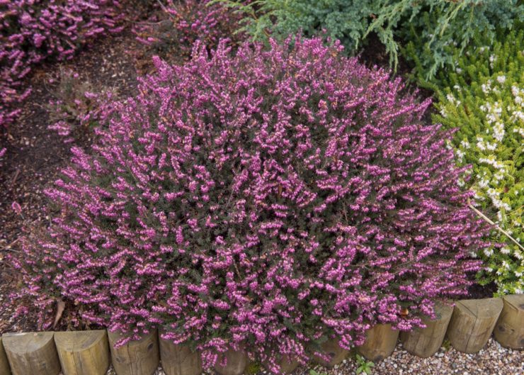 A Light Annual Prune Can Bring Out The Best Of Your Heather - Irene ...