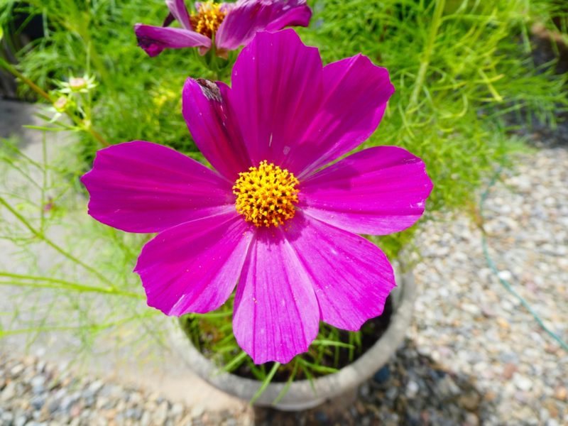 Choose Shorter Cultivars When Growing Cosmos In Pots Says Elizabeth ...