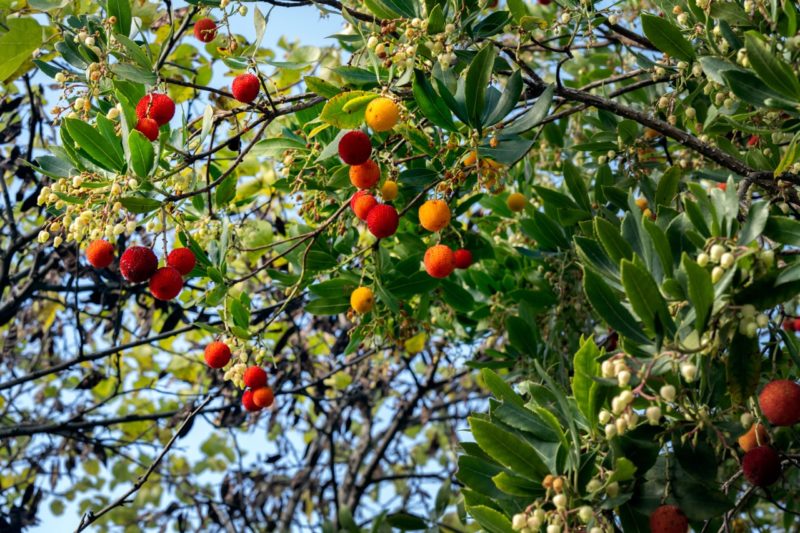 Expert Gardeners Teach How To Grow Arbutus Unedo AKA ‘Strawberry Tree ...