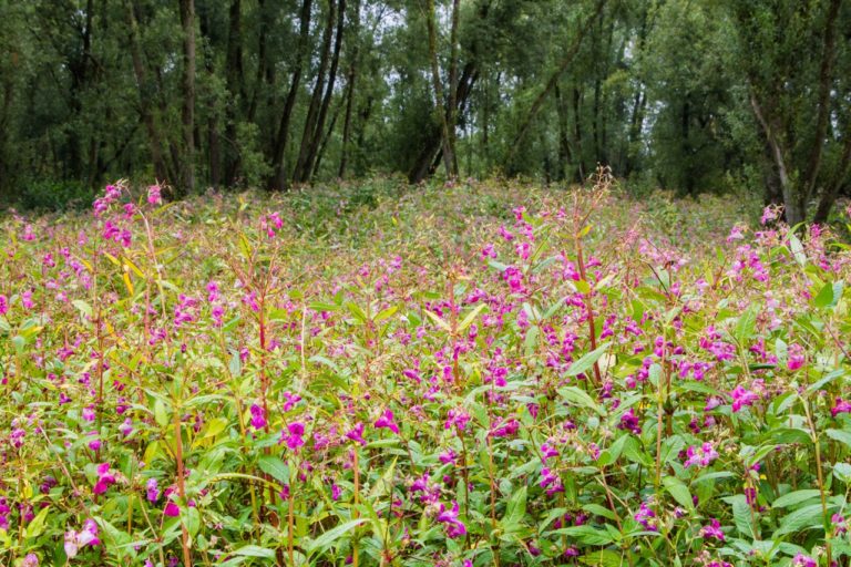 How To Identify & Manage Himalayan Balsam | Horticulture.co.uk