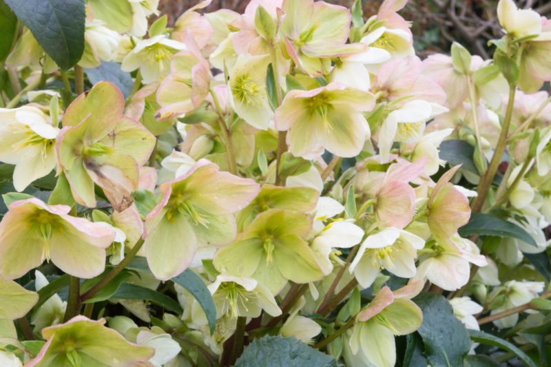 These 12 White Hellebores Are 'A Real Spring Treat' And Well Worth ...