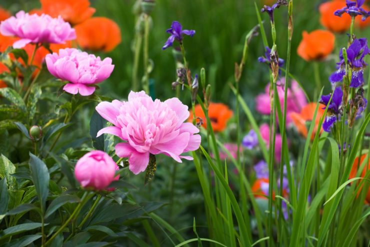 Grow These 18 Companion Plants With Peonies Says Little Budds Peony ...