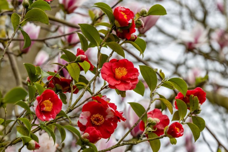 'Crimson King' And 'Ruby Wedding' - A Selection Of 19 Remarkable Red ...