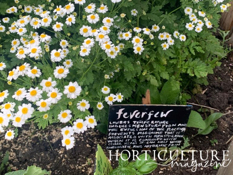 Expert Shares Feverfew Growing Tips For This Prolific Self Seeder ...