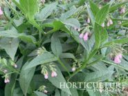 Horticulturists Love To Grow Comfrey - It's A Garden 'Cult Classic ...